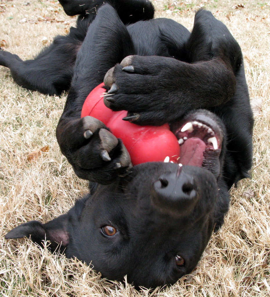 Je hond voeren: 4 creatieve manieren | Pawshake Blog